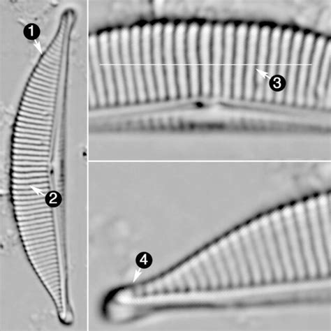 Guide To Halamphora Coffeaeformis Species Diatoms Of North America