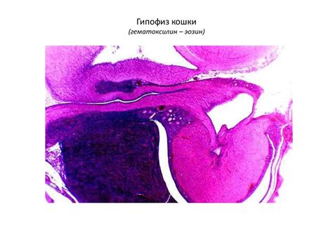 Нервная система органы чувств эндокринная система презентация онлайн