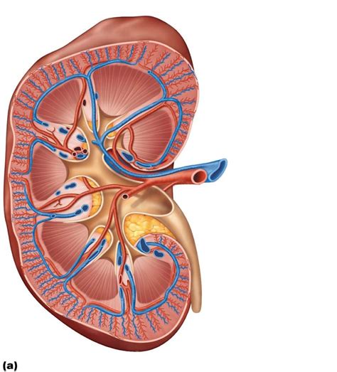 Anatomy And Physiology Urinary System Renal Flow Diagram Quizlet