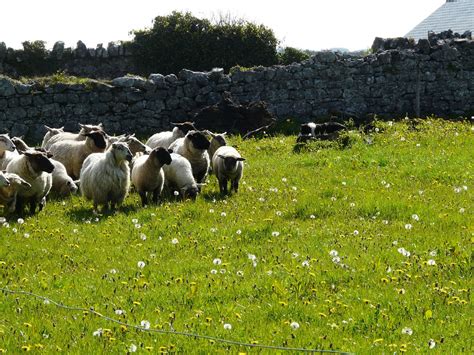 The Sheeps Age And Their Teeth