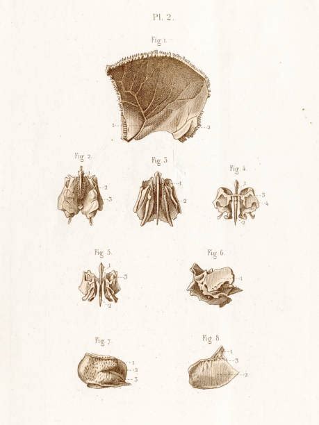 30 Ethmoid Sinus Stock Illustrations Royalty Free Vector Graphics