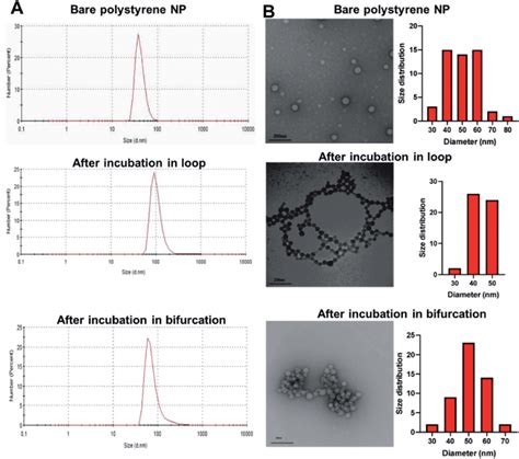 Ps Nanoparticles Polystyrene Phase Diagram Effects Of Polyst