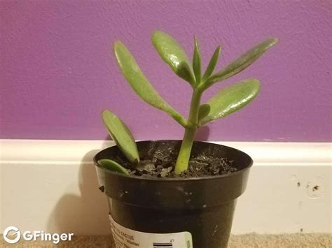 Succulent Growing Technolog Python