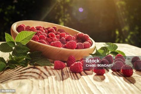 산딸기 나무 그릇 바구니 부시 지점 성장 산딸기 라스베리 배경 근접 촬영 사진 고해상도 제품 맛 있는 일류 유기 과일 배경으로