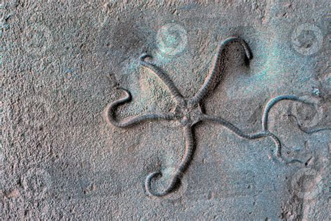 Ophioderma Egertoni Echinoderm Fossil Jurassic Echinodermata Echinoderms Jurassic