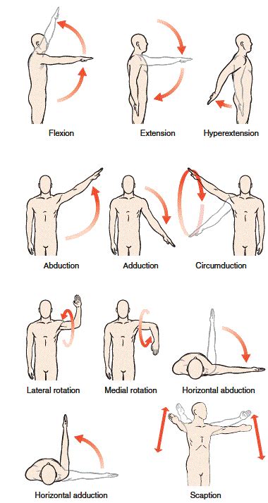 Circular Motion Body Diagrams Meryuae