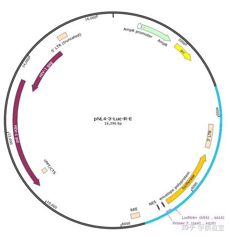 pNL4 3假病毒质粒 知乎