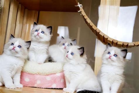 猫舍那些卖不出去的猫，最后会怎么处理呢？ 喵百科 上亦科技