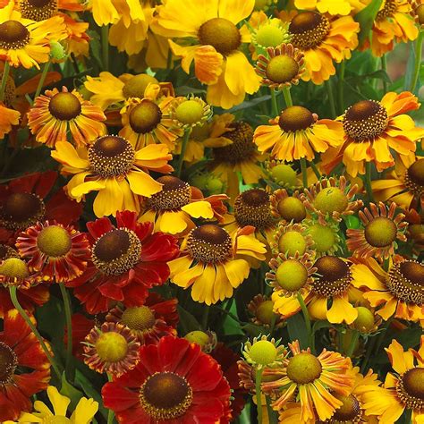 Helenium Orange Parkers Wholesale