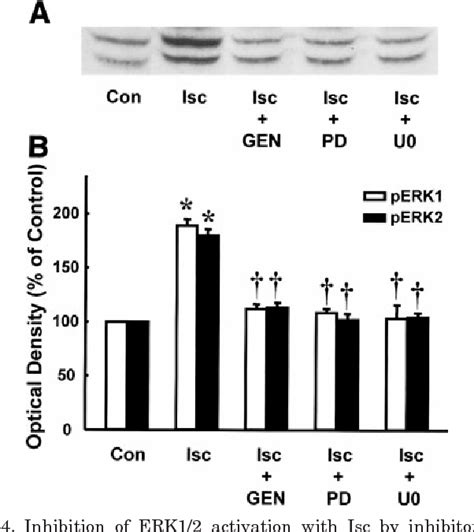 Figure 4 From Signaling Pathway For Nitric Oxide Generation With
