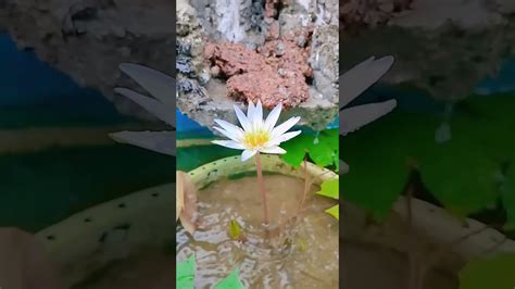 ছাদ বাগানে শাপলা Youtube