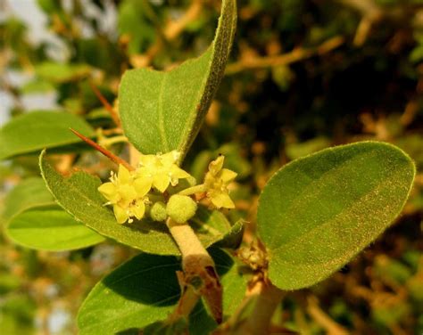 How To Grow Ziziphus Lotus Earthone