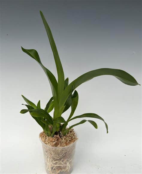 Grammatophyllum Scriptum Citrinum X Dwarf Type Orchidweb