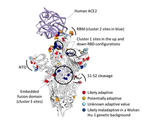 Selection Analysis Identifies Significant Mutational Changes In Omicron