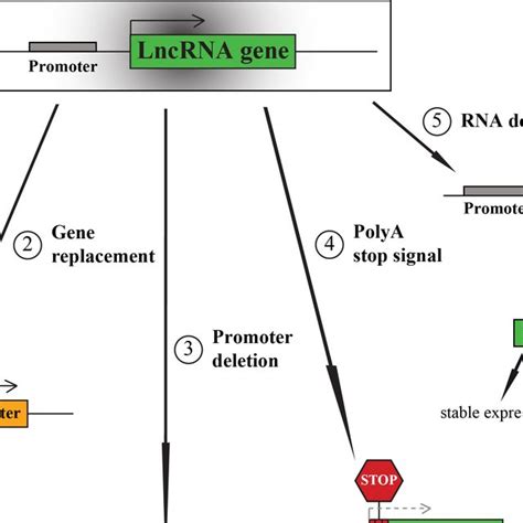 Pdf Long Non Coding Rnas In Cancer And Development Where Do We Go