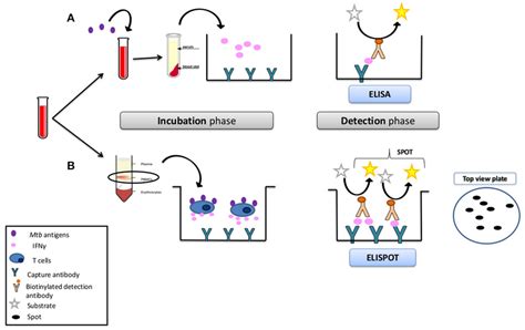 Tb Screening Test Interferon Gamma Release Assays Quantiferon Test My Xxx Hot Girl