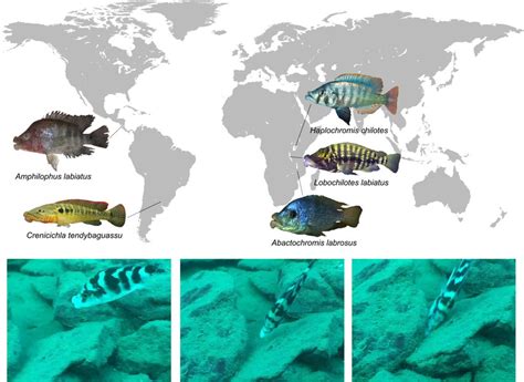 Convergent Evolution Examples In Fish