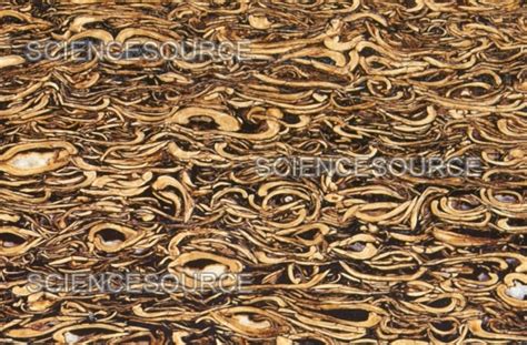 Fossilized Shell Gravel Stock Image Science Source Images