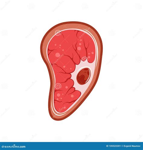 Human Cell With Single Nucleus Under Microscope Science Icon With Red Color Anatomy Concept