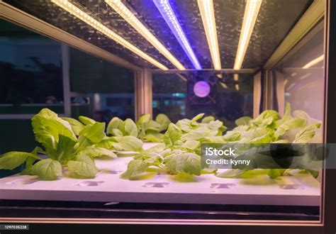 Led 빛 실내 농장 기술을 갖춘 온실 채소 공장 Led 조명에 대한 스톡 사진 및 기타 이미지 Led 조명 공장 산업