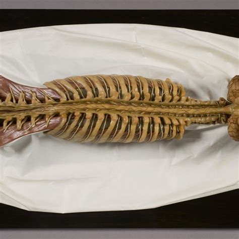 Anatomical Wax Models Museo Di Anatomia Umana Luigi Rolando