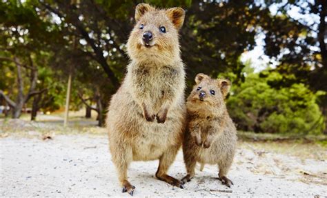オーストラリアで動物に会えるおすすめスポット