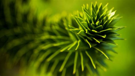 Macro Hd Wallpapers Top Free Macro Hd Backgrounds Wallpaperaccess
