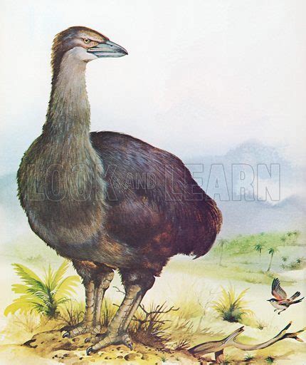 Elephant Bird Of Madagascar Stock Image Look And Learn