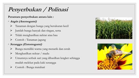 Reproduksi Seksual Pada Tumbuhan Ppt