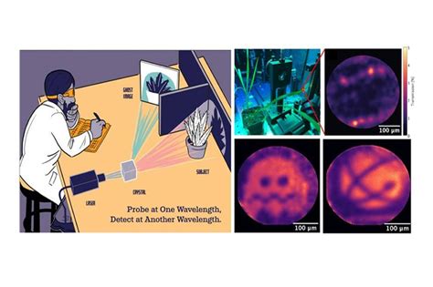 Infrared Quantum Ghost Imaging Illuminates—but Doesnt Disturb—living