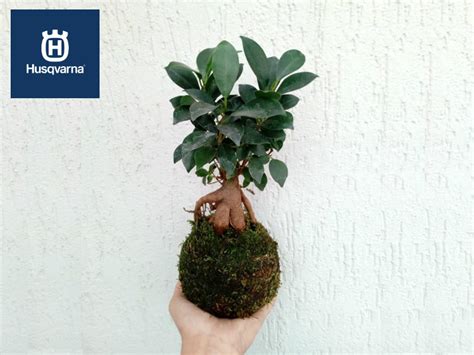 Conoces el ficus ginseng Descubre todo sobre este pequeño árbol