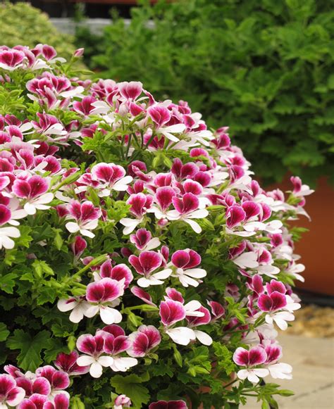 Pelargonium Angel Eyes Bicolour Hayloft
