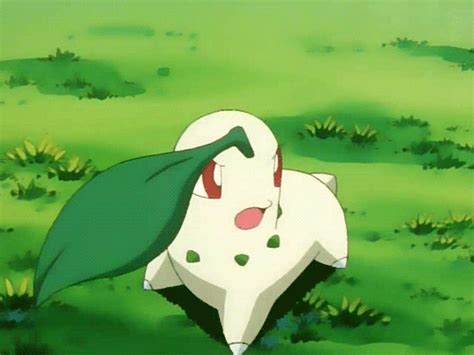 포켓몬스터 넘나 귀여운 치코리타 짤모음 인스티즈 Instiz 이슈 카테고리