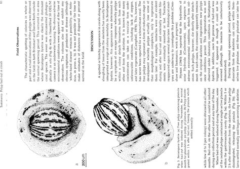 Seriatopora Hystrix A Free Polyp Containing Planula When Bail Out Was