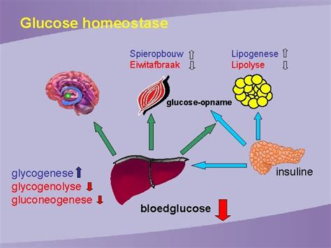 Behandeling Van Hyperglycemie Bij Diabetes Mellitus Type