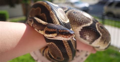 What Is An Assorted Ball Python At Amanda Okane Blog