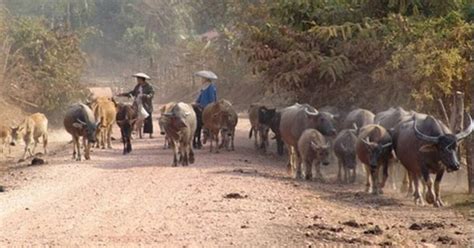 ແມ່ຍິງລາວຖືກຊື້ໄປ ແຕ່ງດອງ ກັບ ຄົນຈີນ ຂ່າວລາວ ວິທຍຸເອເຊັຽເສຣີ ພາສາລາວ