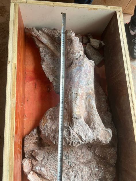 Tibia Bone Of Dinosaur Fossil Id The Fossil Forum