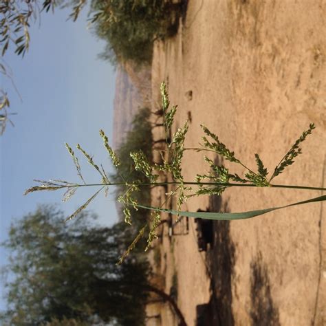 Observation 176845 Blue Panicgrass