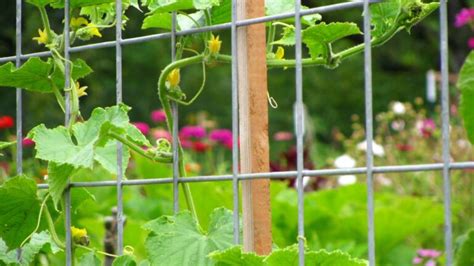Creative DIY Cucumber Trellis Ideas To Elevate Your Garden The Peasant S Babe