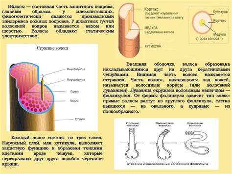 Структура волос