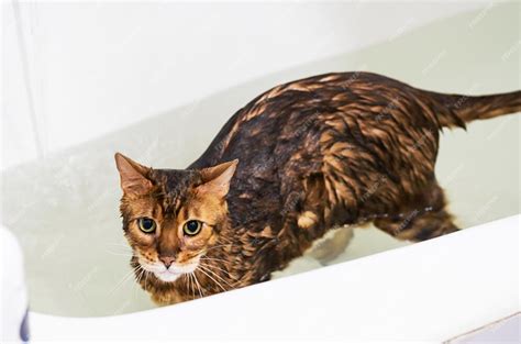 Premium Photo Funny Wet Cat Washing At Bath Cute Bengal Cat Taking Shower