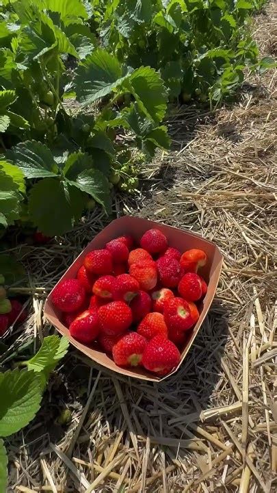 Цена на клубнику 🍓на полях Германии 🤔🍓 - YouTube