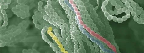 Secret Sex Life A Boost For Penicillin Campus News