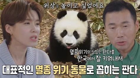푸바오와 할부지 장도연 강철원 사육사에게 중국 판다를 한국에 데리고 오는 이유 질문 Sbs