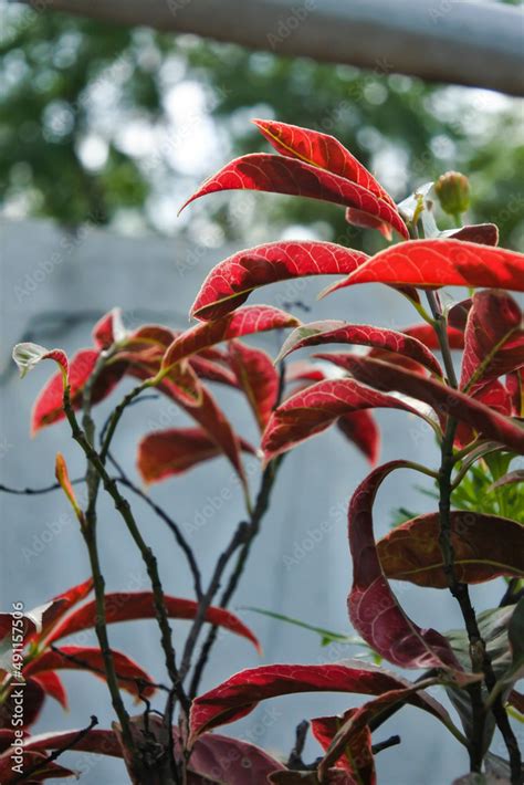 Reddish Leaves Of Sambung Dara Chinese Croton Blindness Tree Or