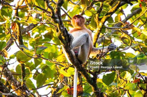 Monyet Belalai Jantan Di Pohon Di Taman Nasional Bako Kuching ...