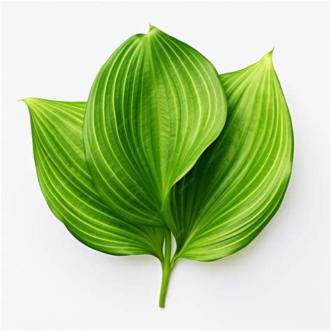 Premium Ai Image Isolated Of A Broad Hosta Leaf With Green Veins On