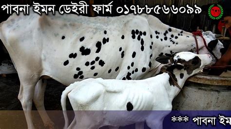 ১১৪৮নং ১৭১৮ লিটারের ফ্রিজিয়ান গাভী ষাঁড় বাচ্চা সহ বিক্রয়