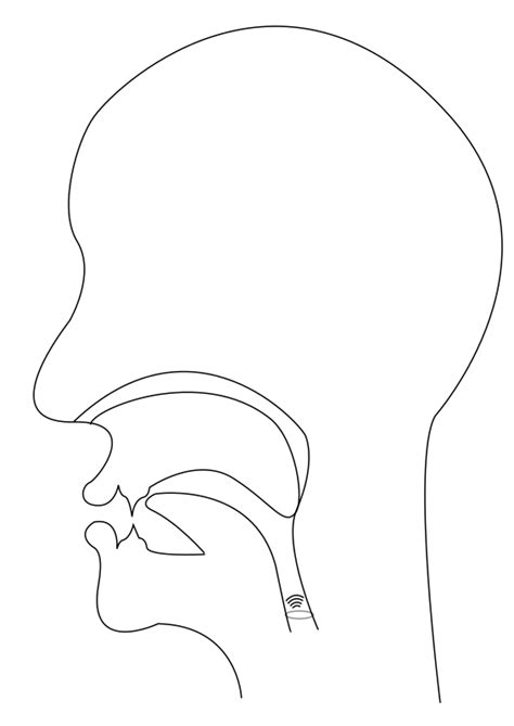 Midsagittal Z Voiced Alveolar Fricative Openclipart